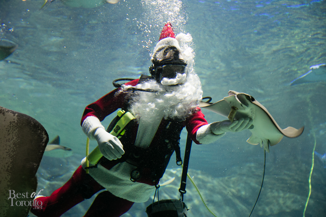 Scuba Claus and his elves dive into Ripley's Aquarium - Best of ...