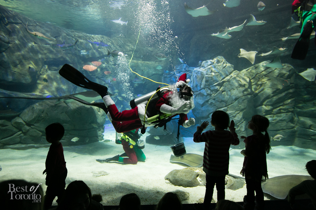 Scuba Claus and his elves dive into Ripley's Aquarium - Best of ...