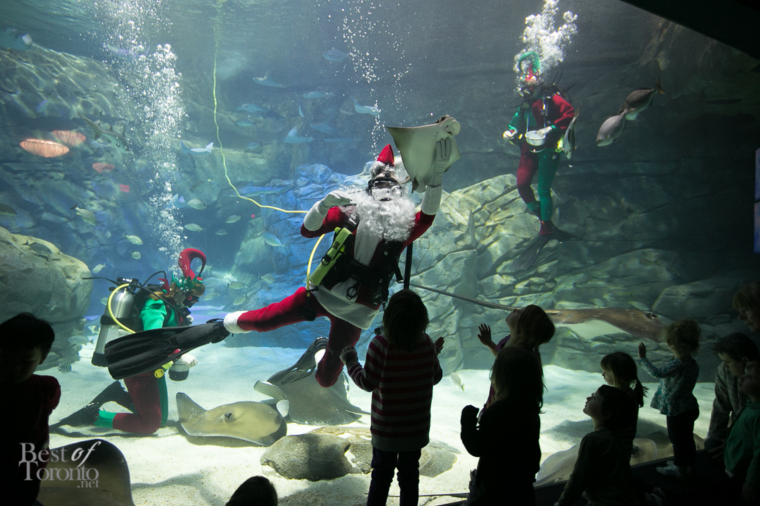 Scuba Claus and his elves dive into Ripley's Aquarium - Best of ...
