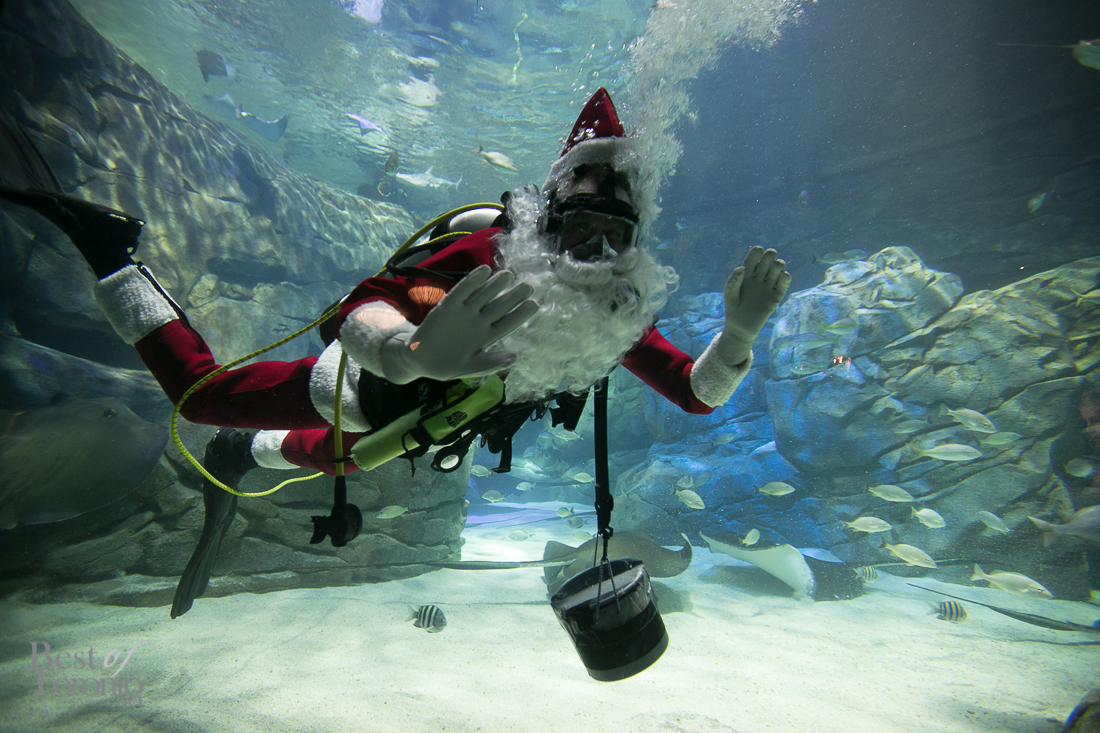 Scuba Claus and his elves dive into Ripley's Aquarium - Best of ...