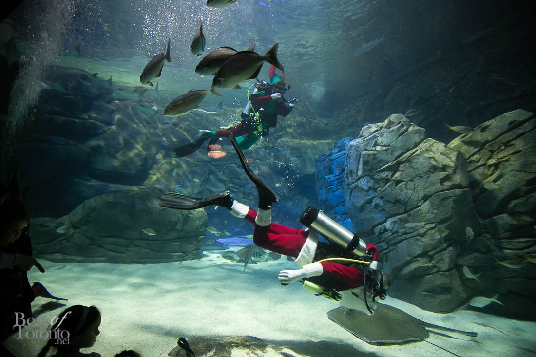 Scuba Claus and his elves dive into Ripley's Aquarium - Best of ...